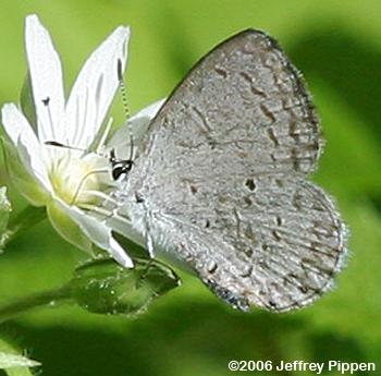 Spring Azure (Celastrina ladon)