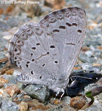 Spring Azure (Celastrina ladon)