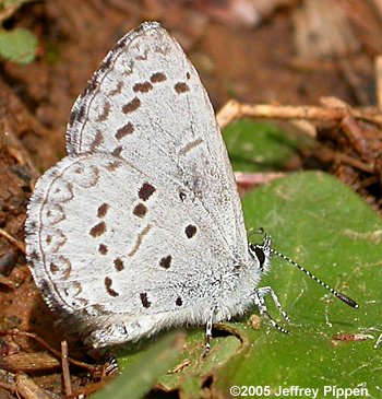 Spring Azure (Celastrina ladon)