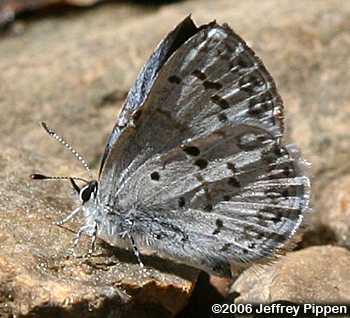 Spring Azure (Celastrina ladon)