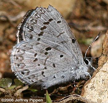 Spring Azure (Celastrina ladon)