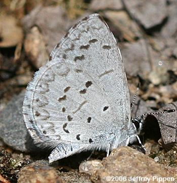 Spring Azure (Celastrina ladon)