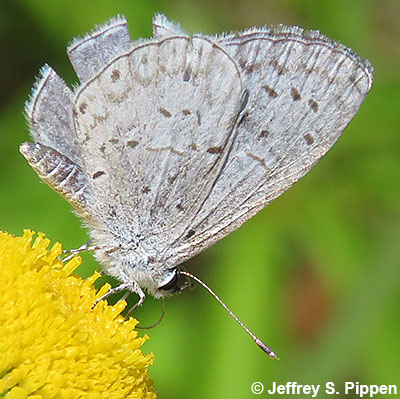 Spring Azure (Celastrina ladon)