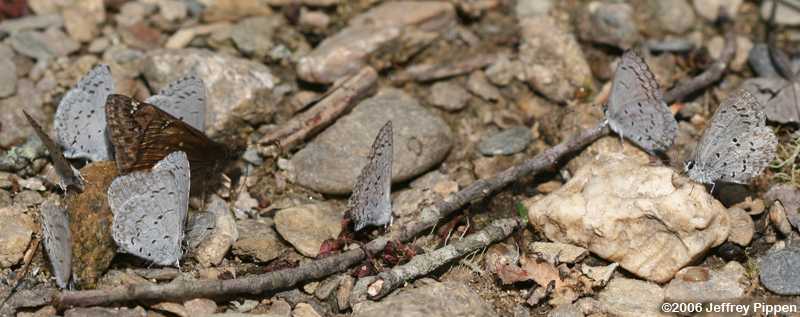Spring Azure (Celastrina ladon)