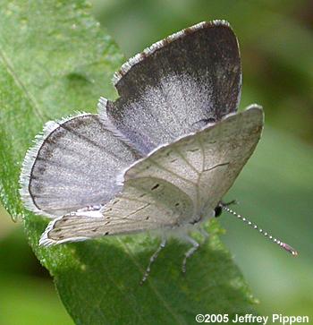 Summer Azure (Celastrina neglecta)