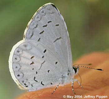 Summer Azure (Celastrina neglecta)