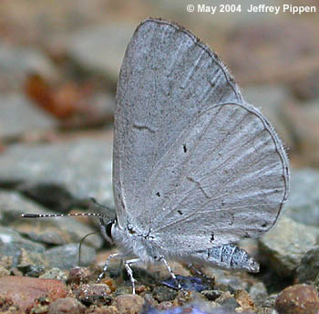 Summer Azure (Celastrina neglecta)