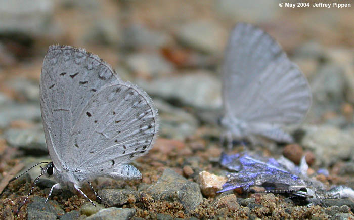 Summer Azure (Celastrina neglecta)