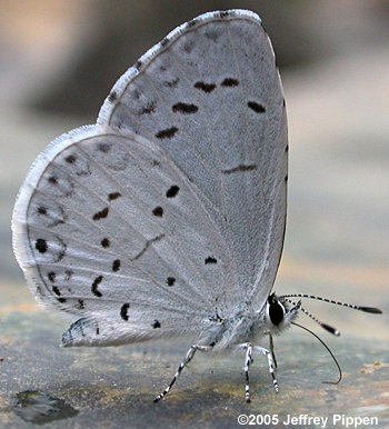 Summer Azure (Celastrina neglecta)