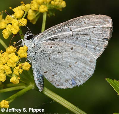 Summer Azure (Celastrina neglecta)