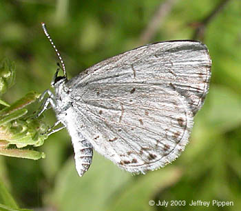 Summer Azure (Celastrina neglecta)