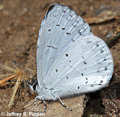 Summer Azure (Celastrina neglecta)