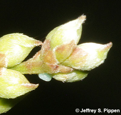 Summer Azure (Celastrina neglecta)