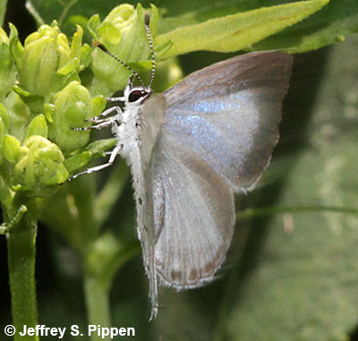 Summer Azure (Celastrina neglecta)