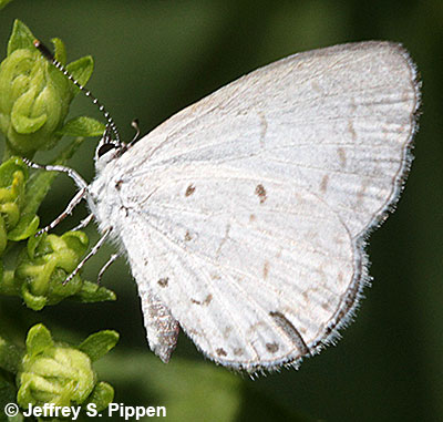 Summer Azure Butterfly Facts