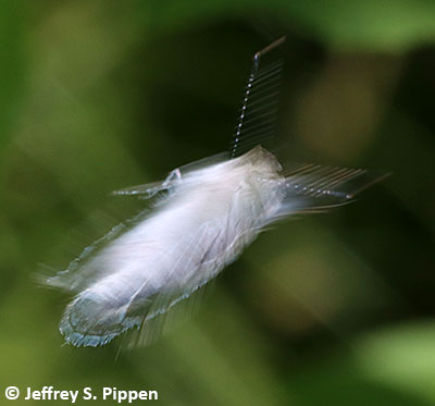 Summer Azure (Celastrina neglecta)