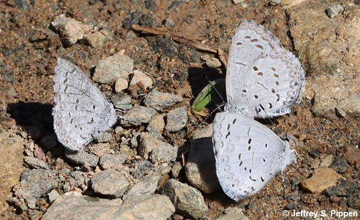 Summer Azure Butterfly