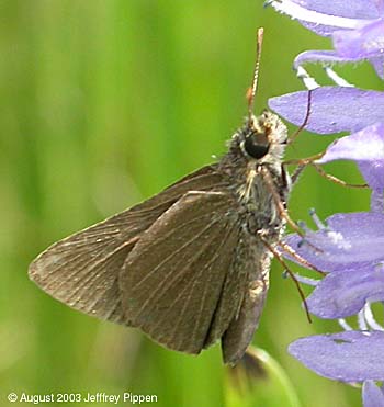 Florida Grass Skippers (Family Hesperiidae)