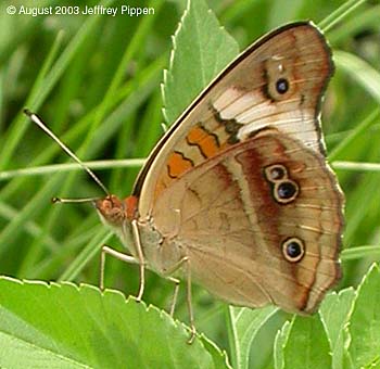 Tropical Buckeye (Junonia zonalis)