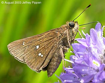 Florida Grass Skippers (Family Hesperiidae)