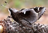 Jeff's North Carolina Butterfly Page