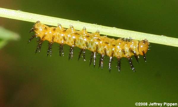 Zebra Heliconian (Heliconius charithonius)