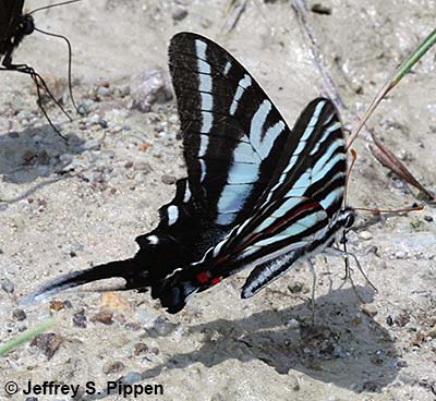 Zebra Swallowtail (Eurytides marcellus)