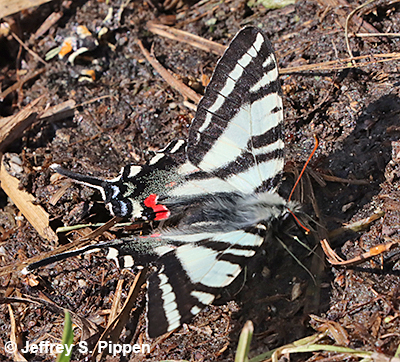 Zebra Swallowtail (Eurytides marcellus)