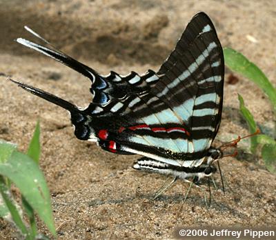 Zebra Swallowtail (Eurytides marcellus)