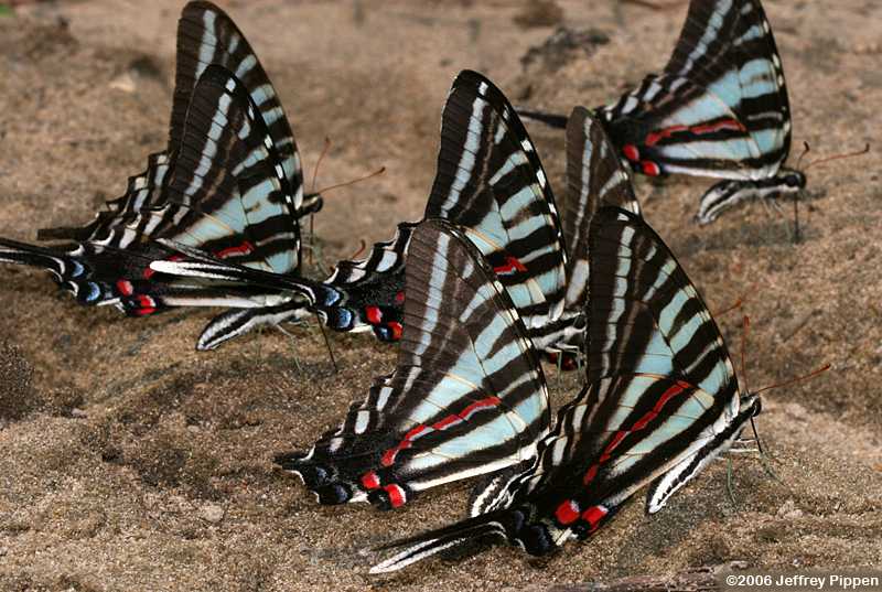 Zebra Swallowtail (Eurytides marcellus)
