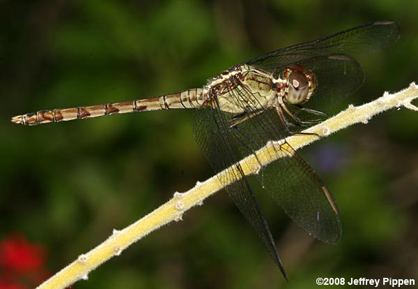 Band-winged Dragonlet (Erythrodiplax umbrata)