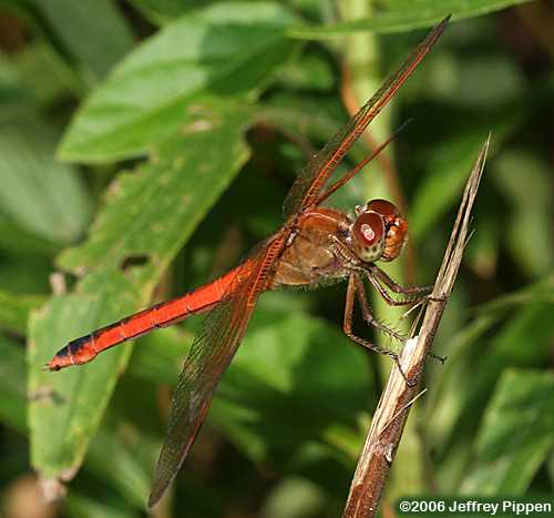 Needham's Skimmer (Libellula needhami)