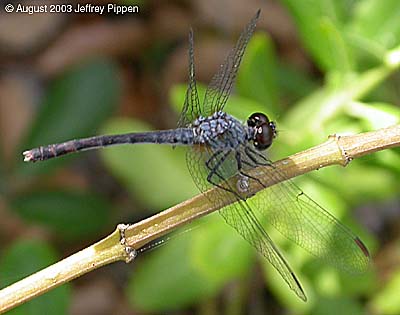Seaside Dragonlet (Erythrodiplax berenice)