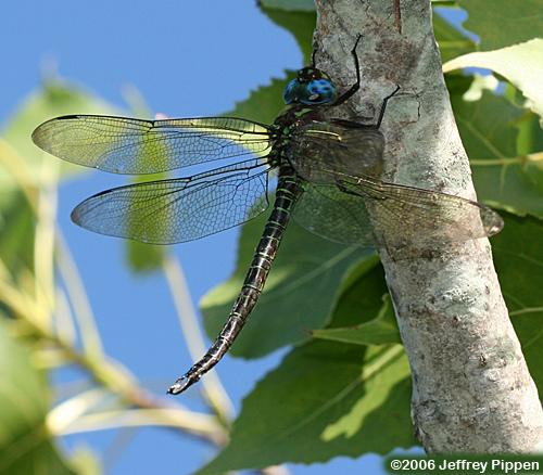 Swamp Darner (Epiaeshna heros)