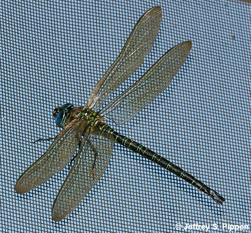 Swamp Darner (Epiaeshna heros)