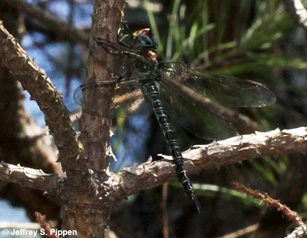 Swamp Darner (Epiaeshna heros)