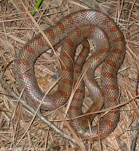 Mole Kingsnake (Lampropeltis calagaster rhombomaculata)