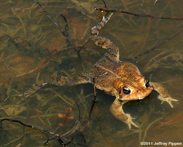 American Toad (Bufo americanus)