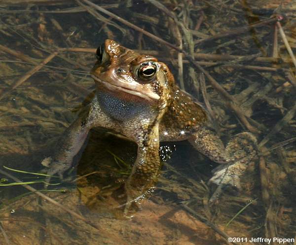 American Toad (Bufo americanus)