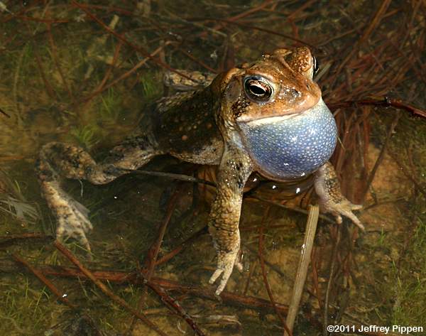 American Toad (Bufo americanus)