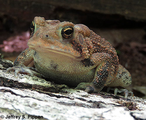 American Toad (Bufo americanus)