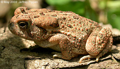 American Toad (Bufo americanus)