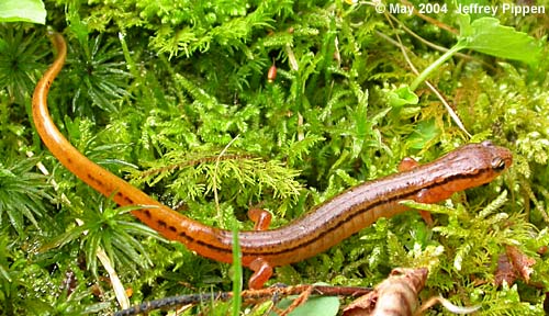 Blue Ridge two lined salamander - Alchetron, the free social encyclopedia