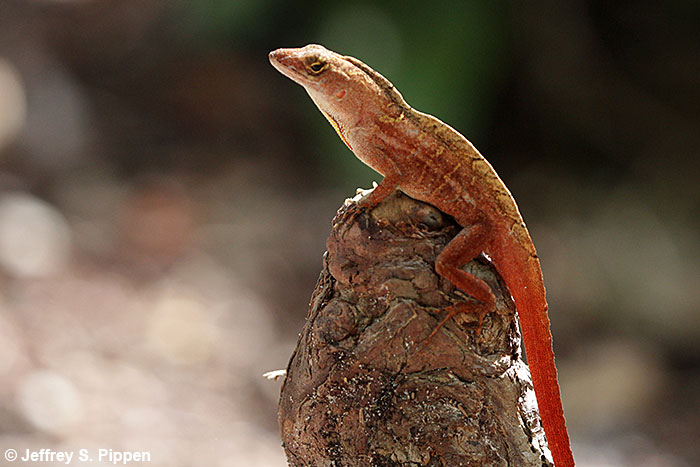 Anolis Sagrei