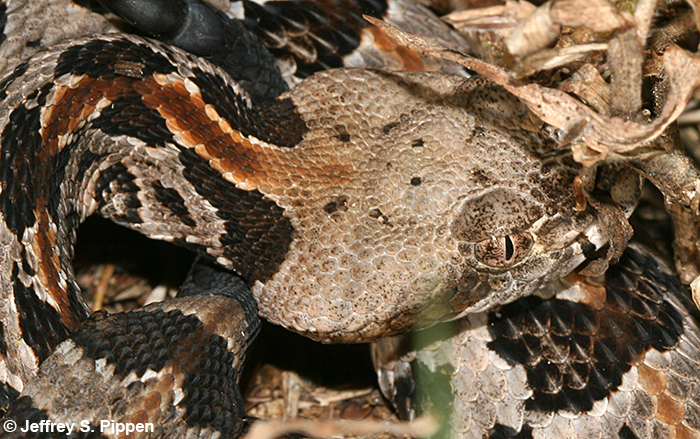 Timber (Canebrake) Rattlesnake (Crotalus horridus)