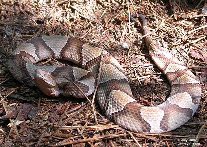Copperhead (Agkistrodon contortrix)