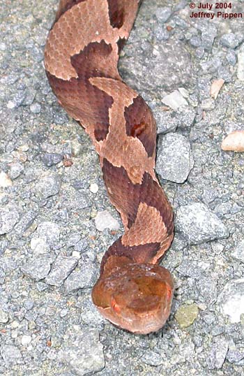 Copperhead (Agkistrodon contortrix)