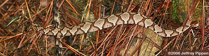 Copperhead (Agkistrodon contortrix)