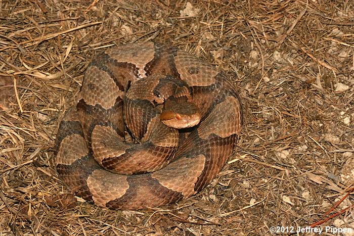 Copperhead (Agkistrodon contortrix)