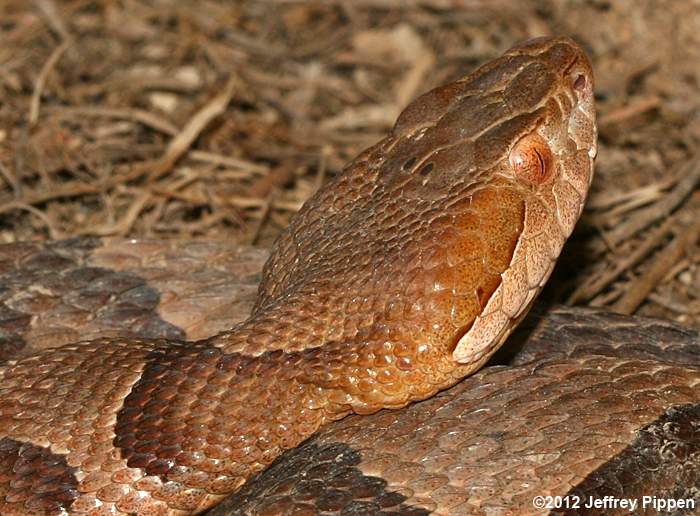 Copperhead (Agkistrodon contortrix)